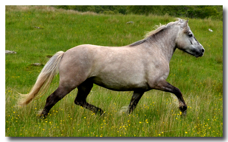 Highland pony breeder -Photos of Highland ponies, highland ponies for ...